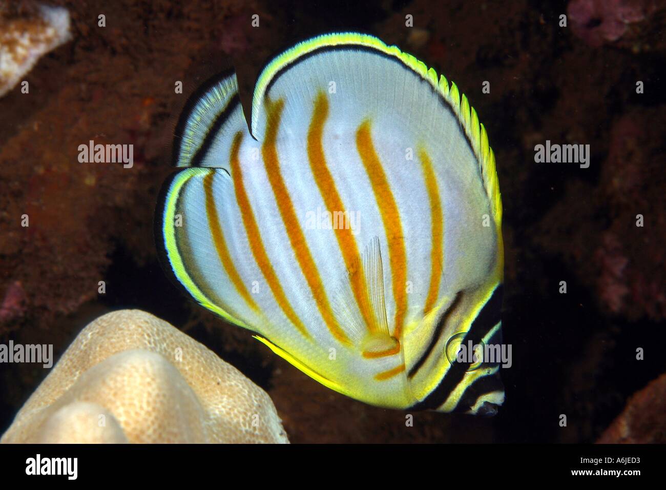 Chaetodon ornatissimus hi-res stock photography and images - Alamy