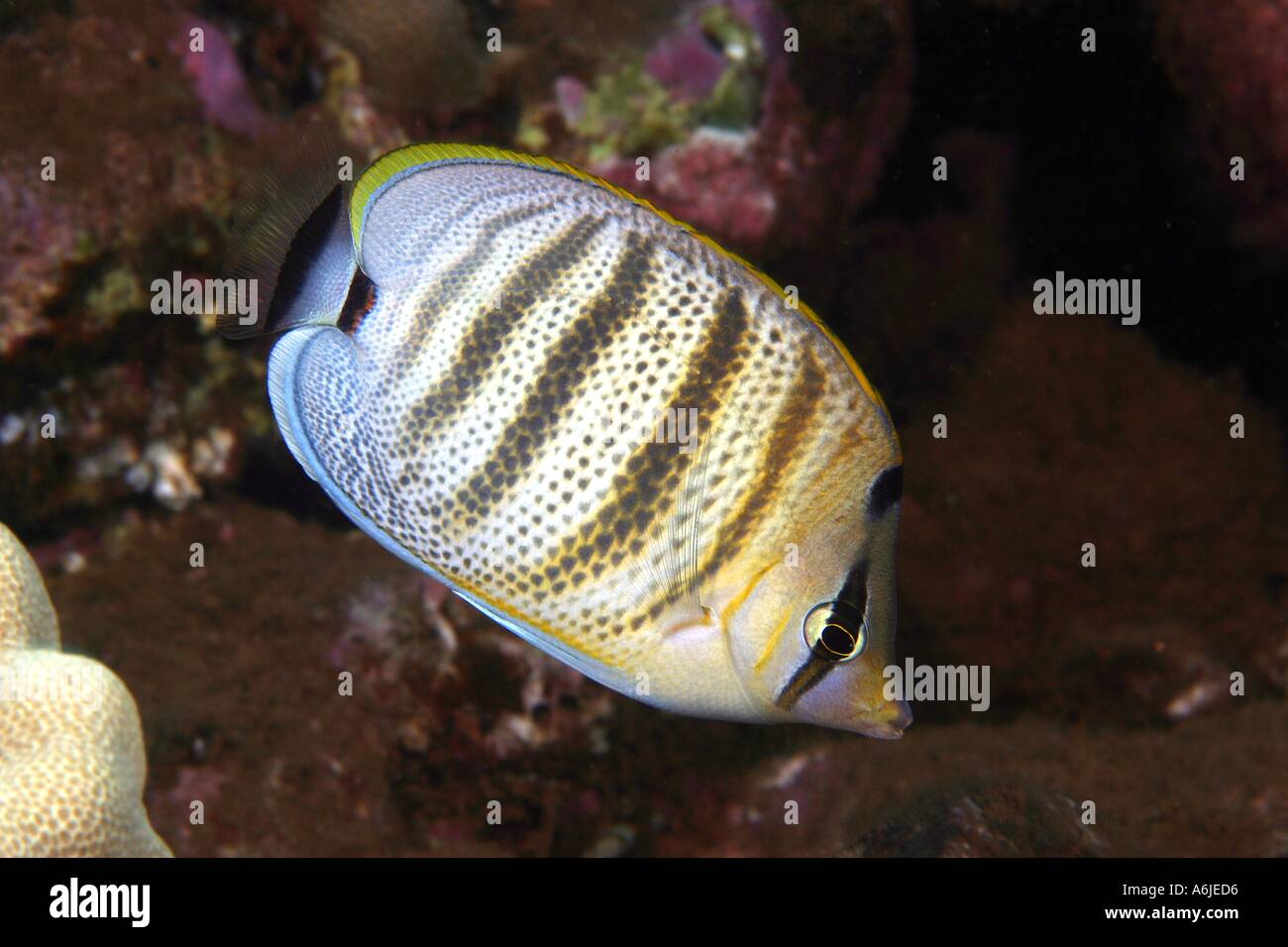 Multiband butterflyfish hi-res stock photography and images - Alamy