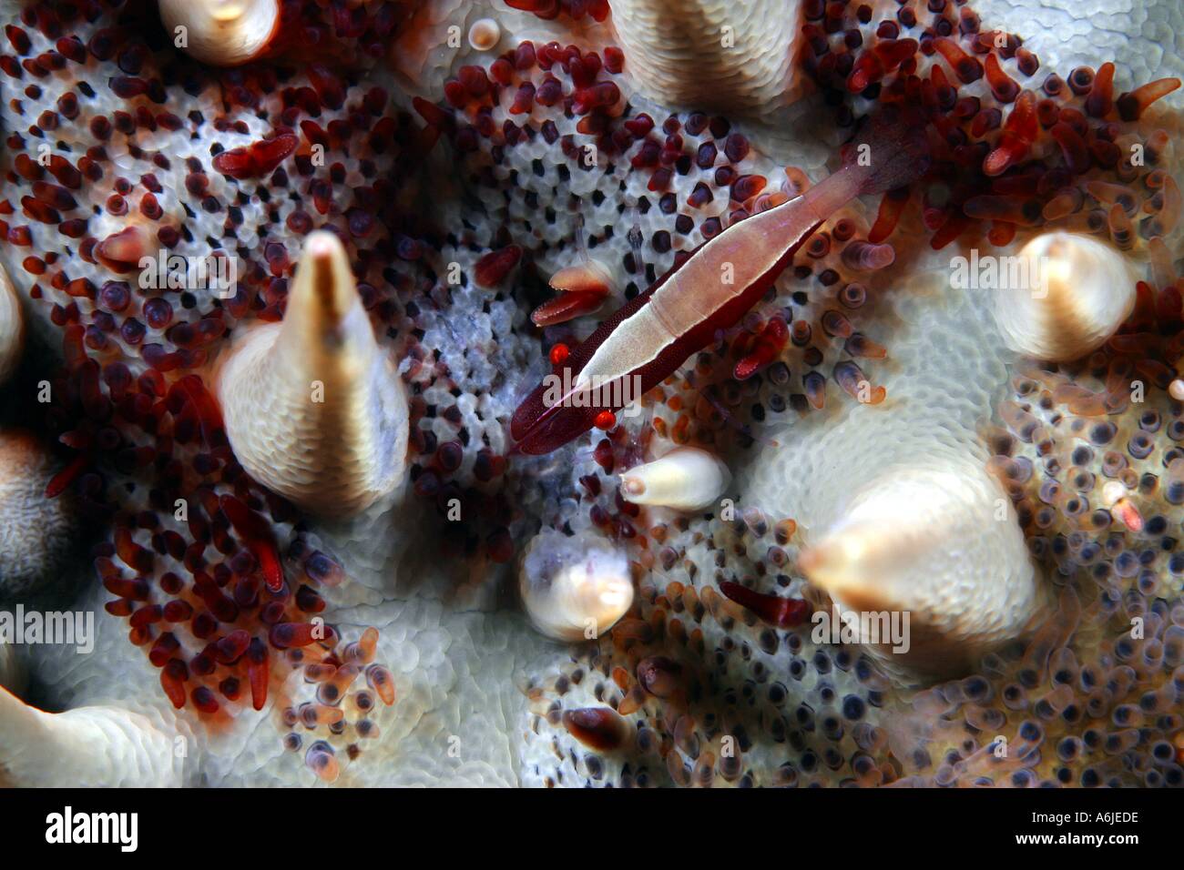 Crown of thorns starfish hawaii hi-res stock photography and images - Alamy