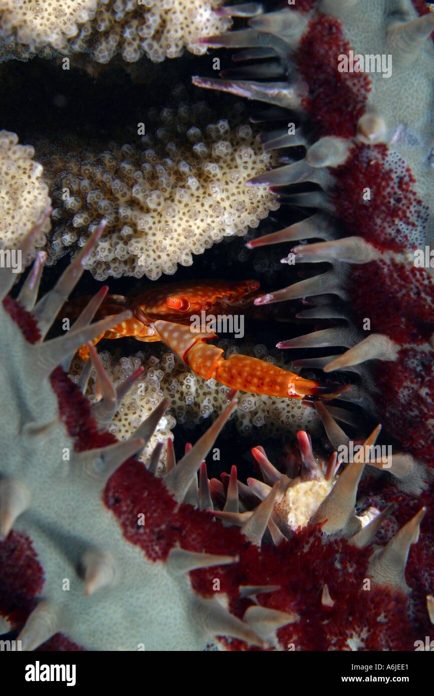 Starfish reproduction hi-res stock photography and images - Alamy