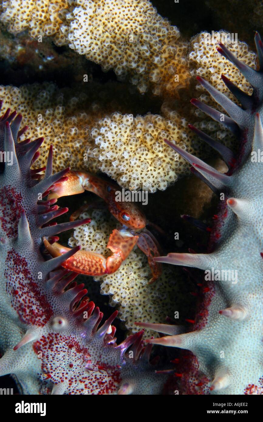 Crown of thorns starfish hawaii hi-res stock photography and images - Alamy