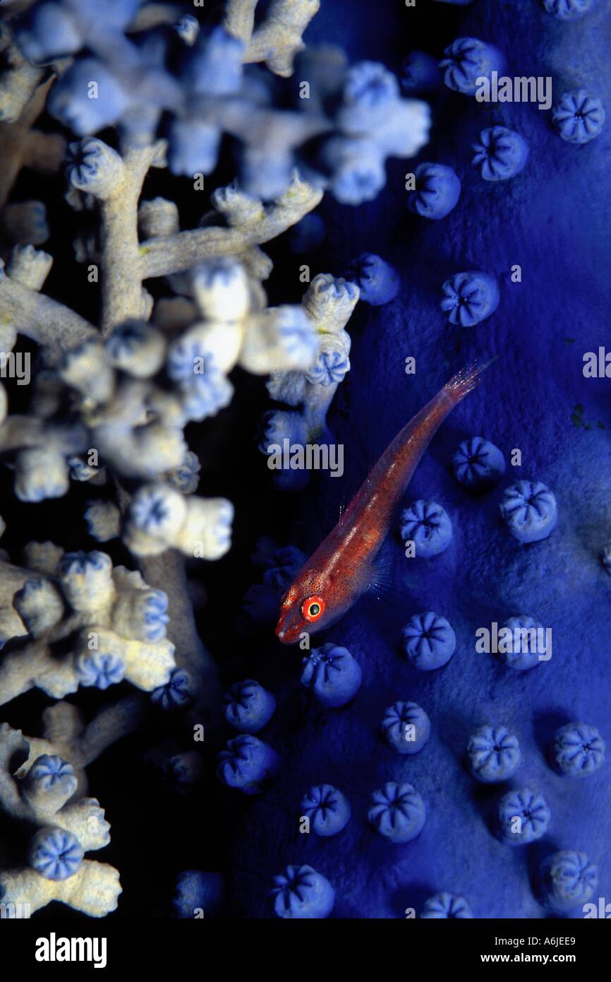 Goby gobiidae sp hi-res stock photography and images - Alamy