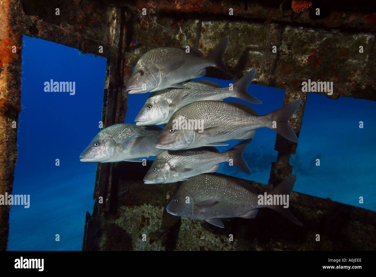 Pomadasyidae hi-res stock photography and images - Alamy