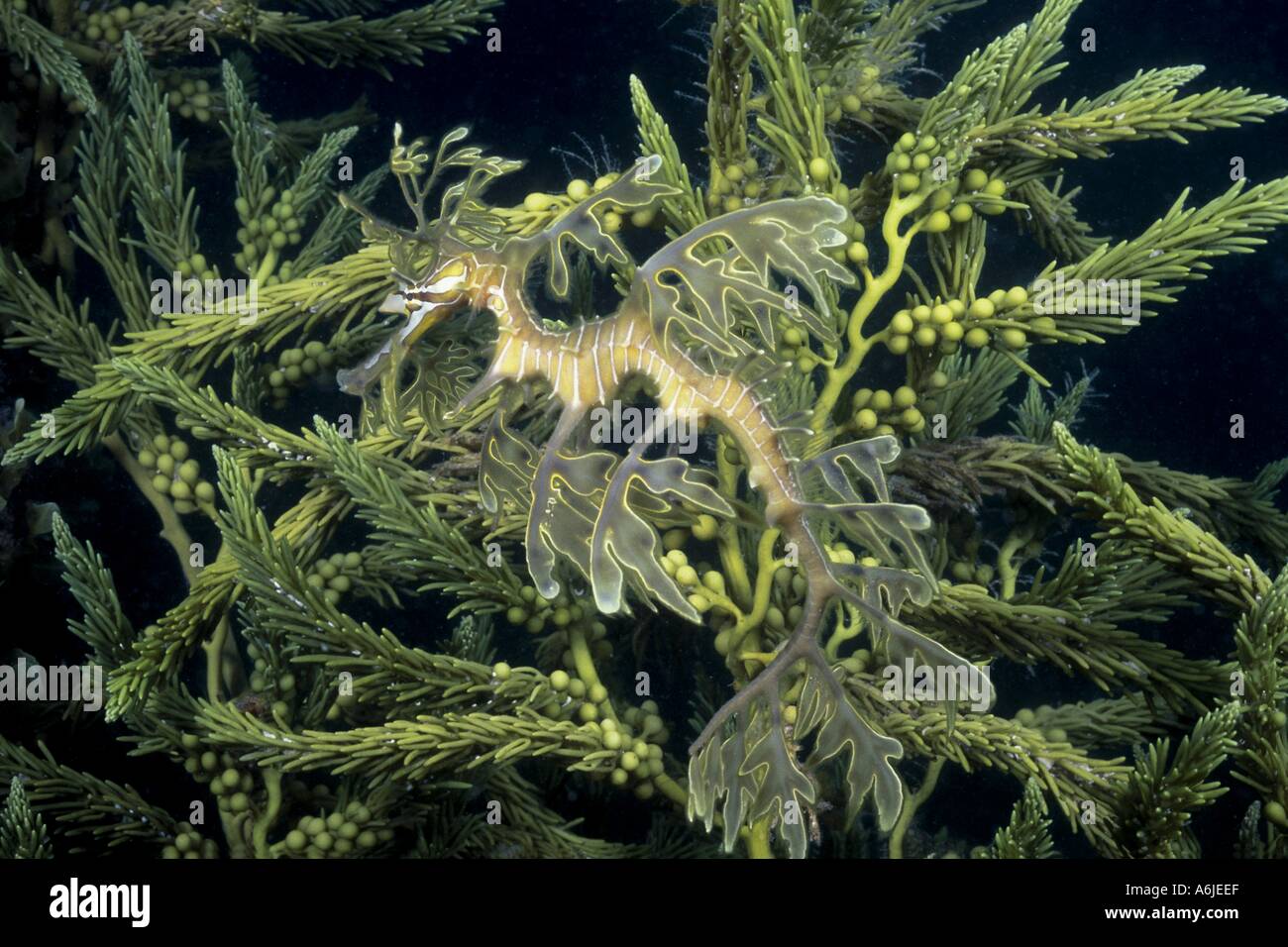 Phycodurus hi-res stock photography and images - Alamy