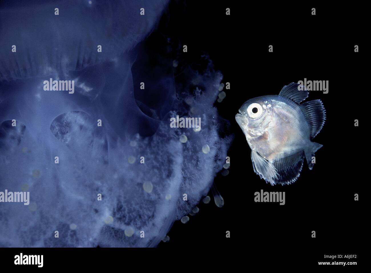 JUVINILE MEDUSA FISH AND JELLYFISH, HAWAII Stock Photo - Alamy