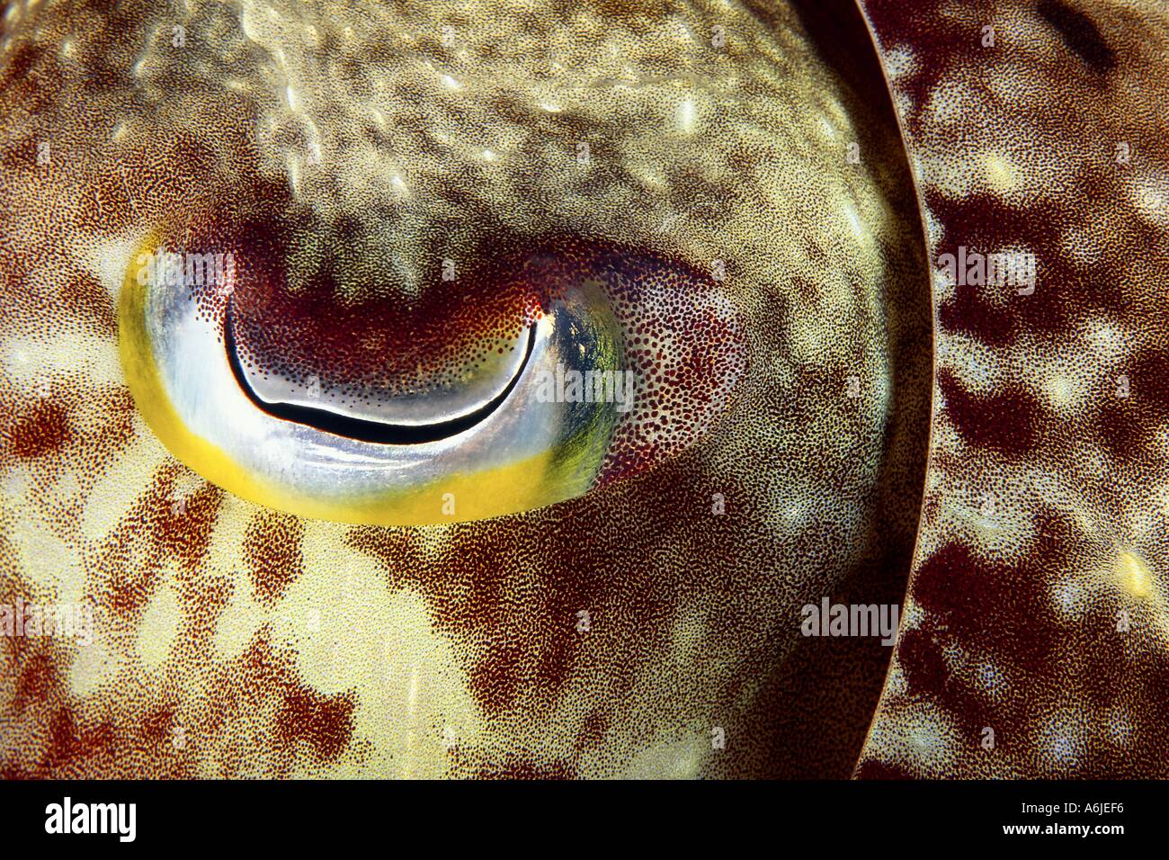 Pacific ocean squid eye hi-res stock photography and images - Alamy