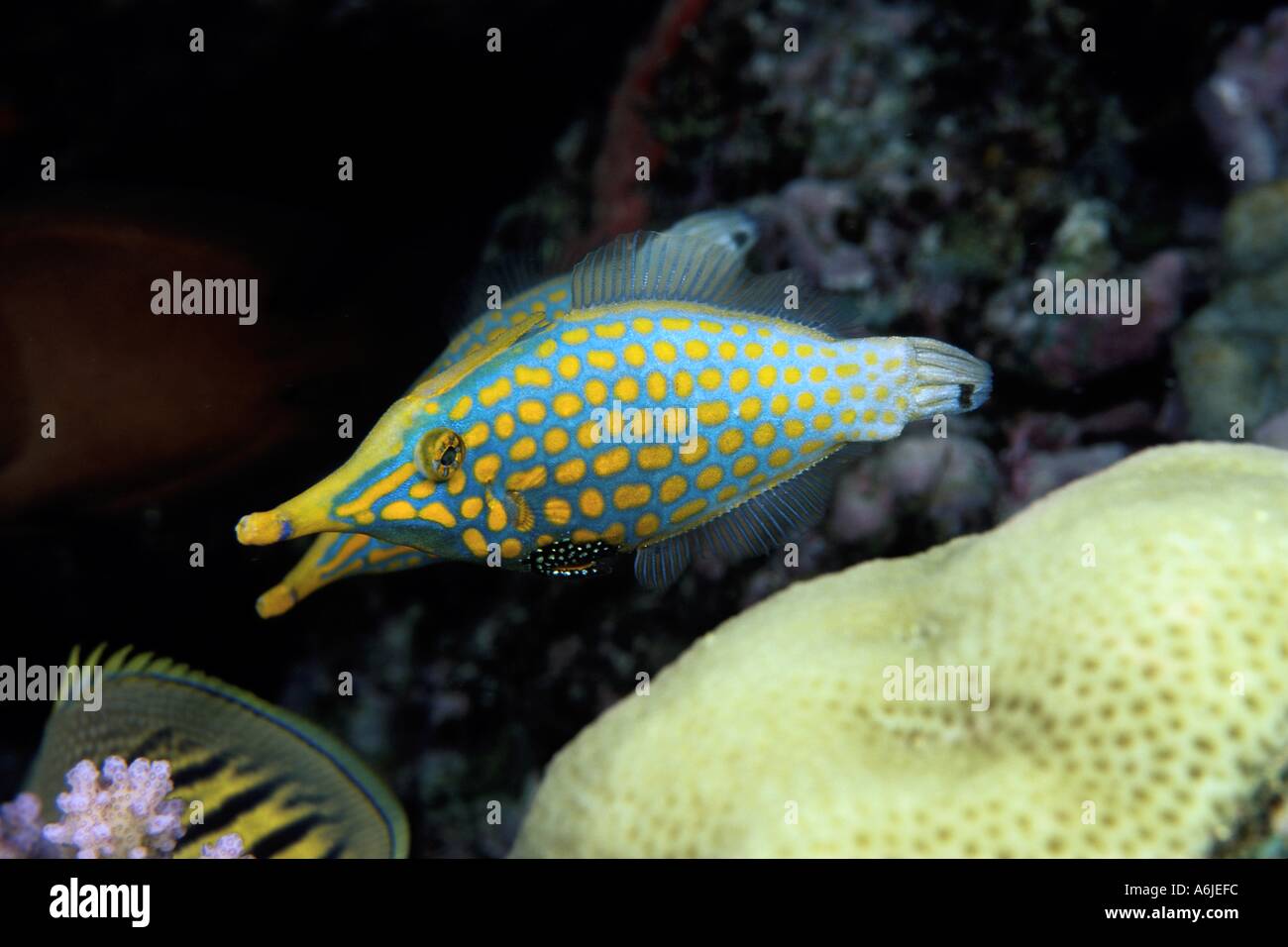 Longnose filefish hi-res stock photography and images - Alamy