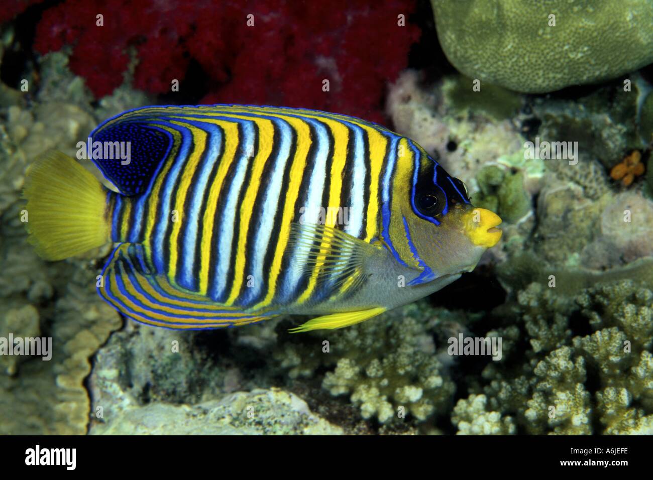 Regal angelfish Pygoplites diacanthus Fiji Stock Photo - Alamy