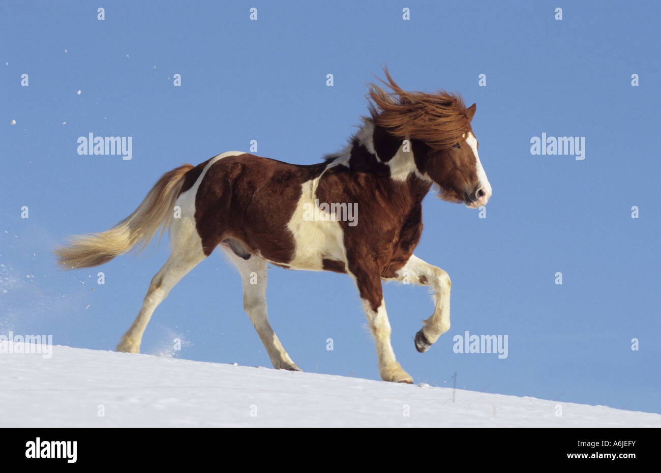 Pinto horse snow hi-res stock photography and images - Alamy