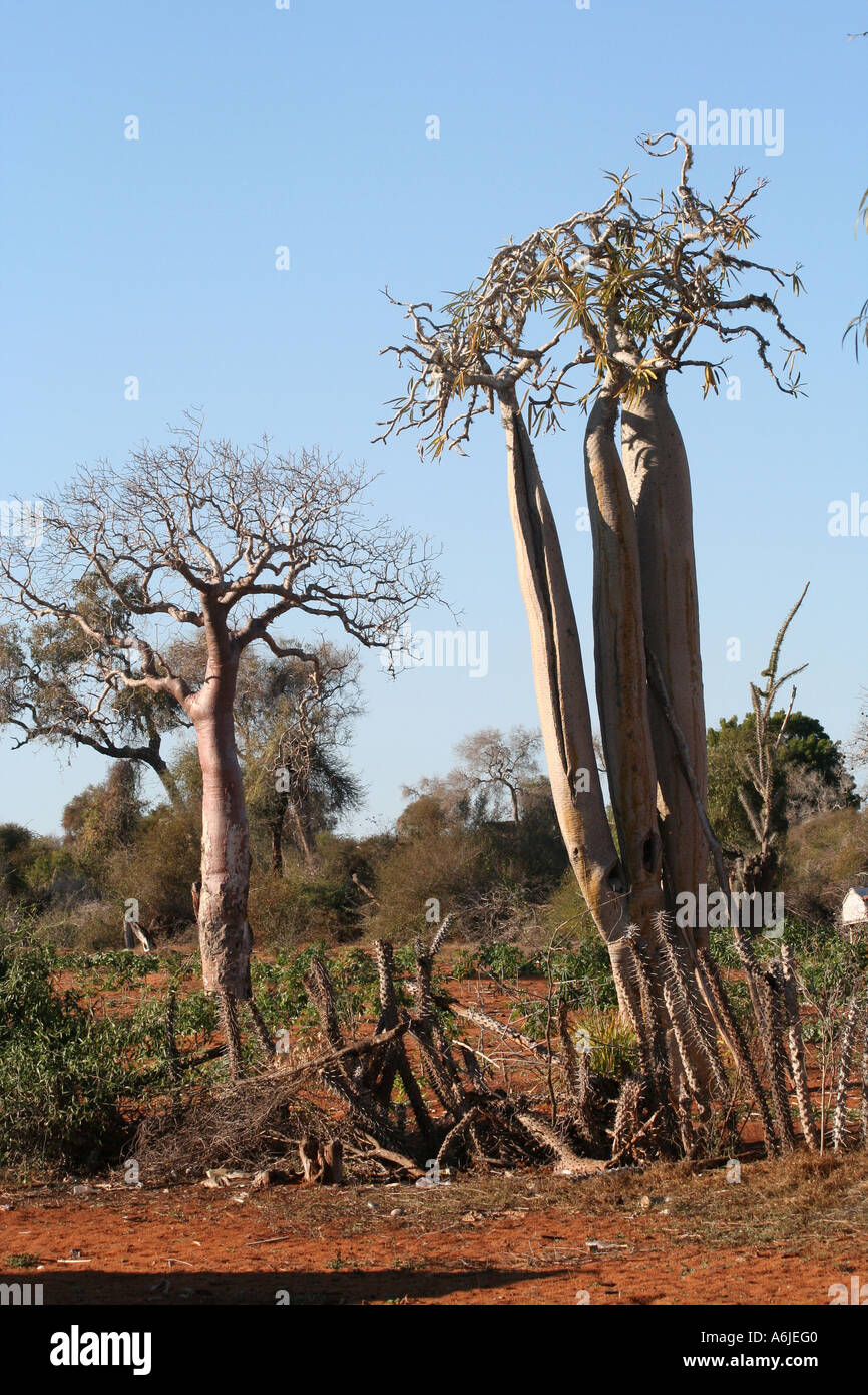 Baobab tree in Reniala Arboretum, Mangily, Madagascar Stock Photo - Alamy
