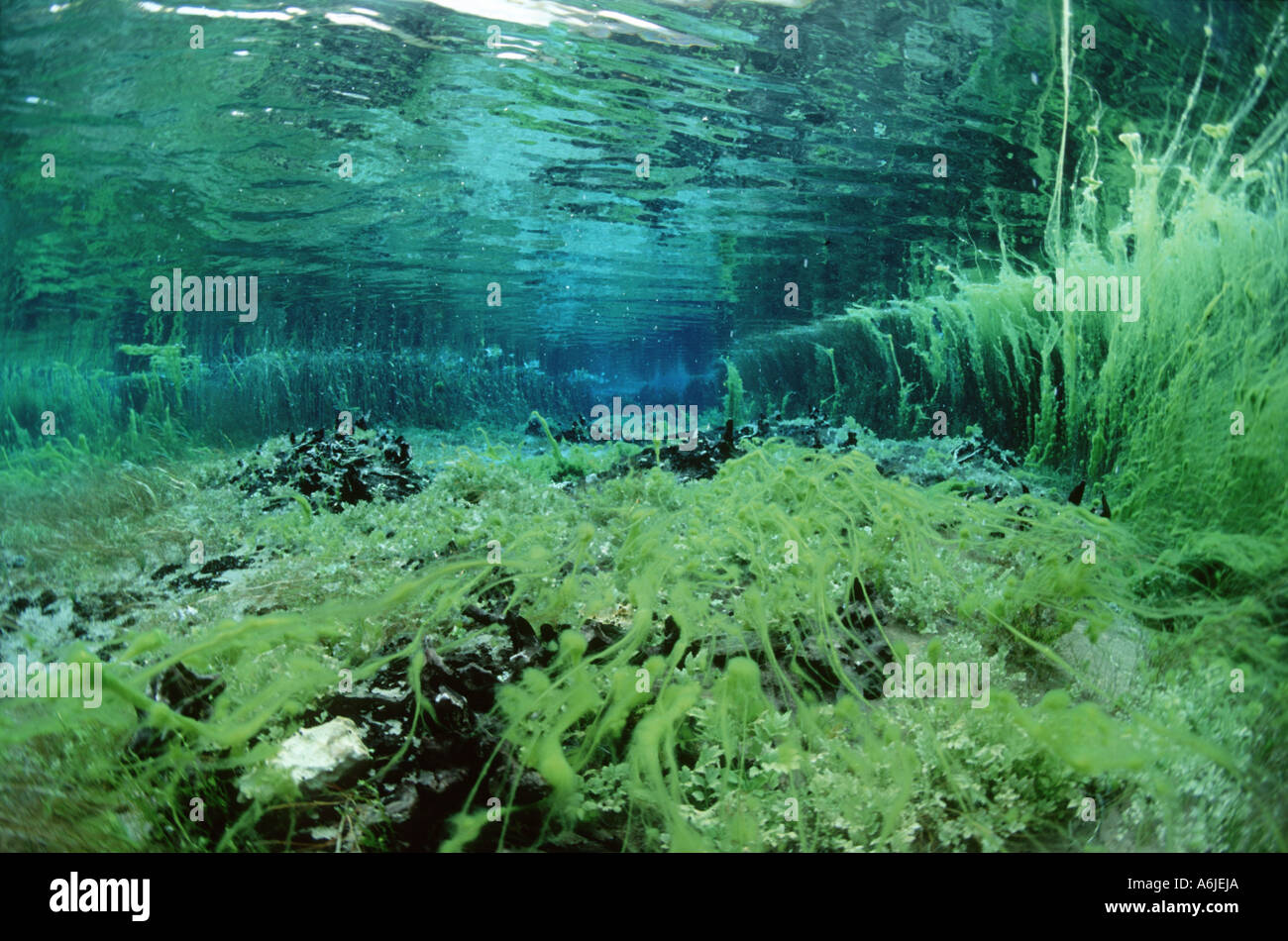 Seaweed in water near river head hi-res stock photography and images ...