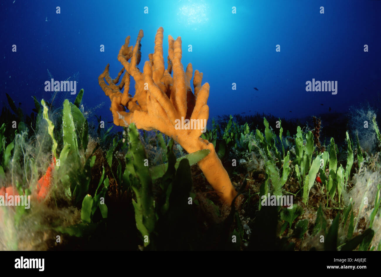 common antlers sponge (Axinella verrucosa), Greece, Creta Stock Photo ...