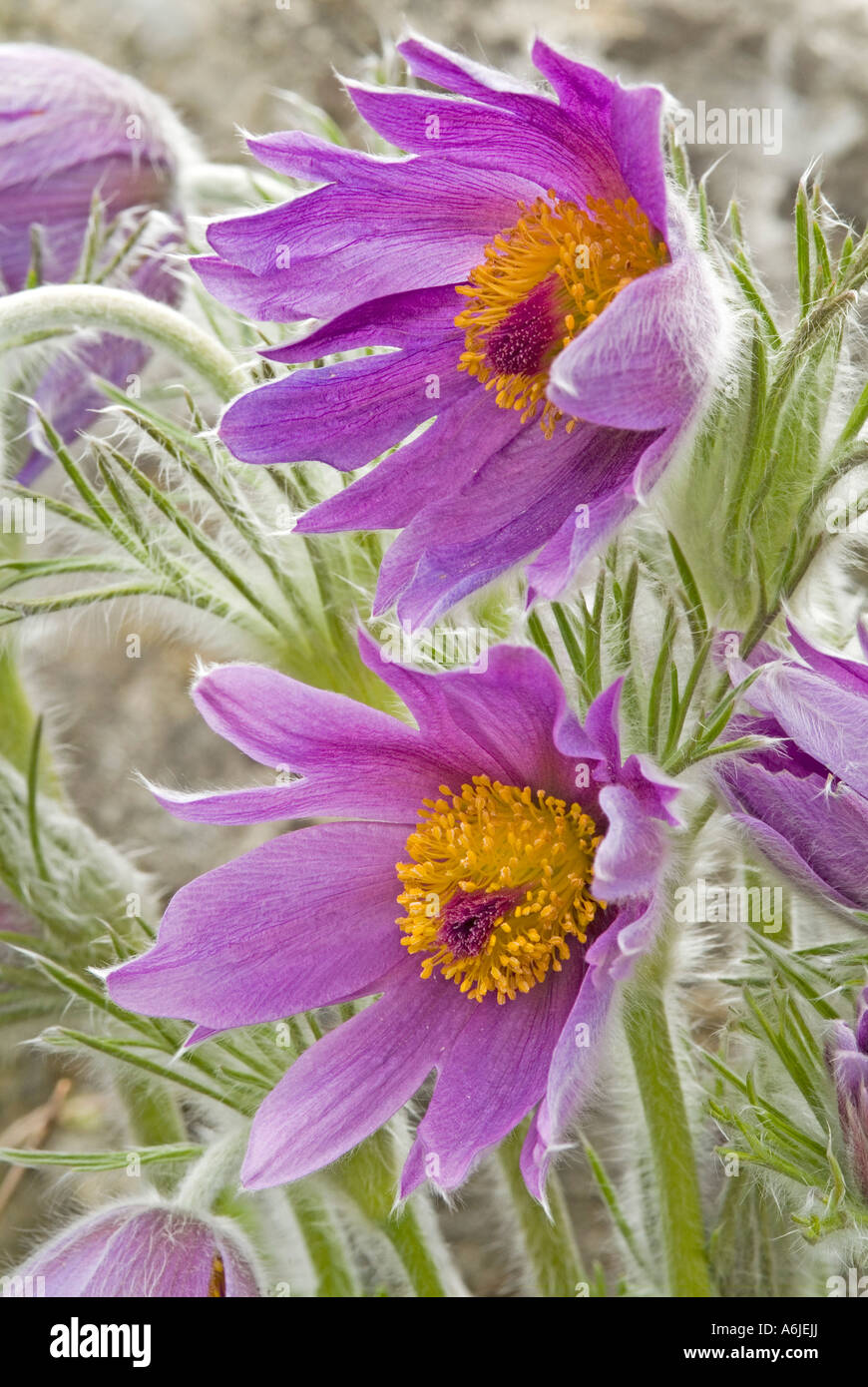 Pasque Flower (Pulsatilla pratensis), flowering Stock Photo - Alamy