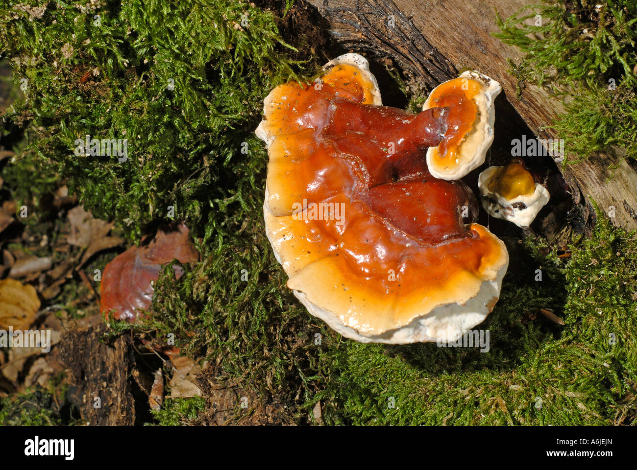 Lingzhi (Ganoderma lucidum) at the forest floor Stock Photo - Alamy