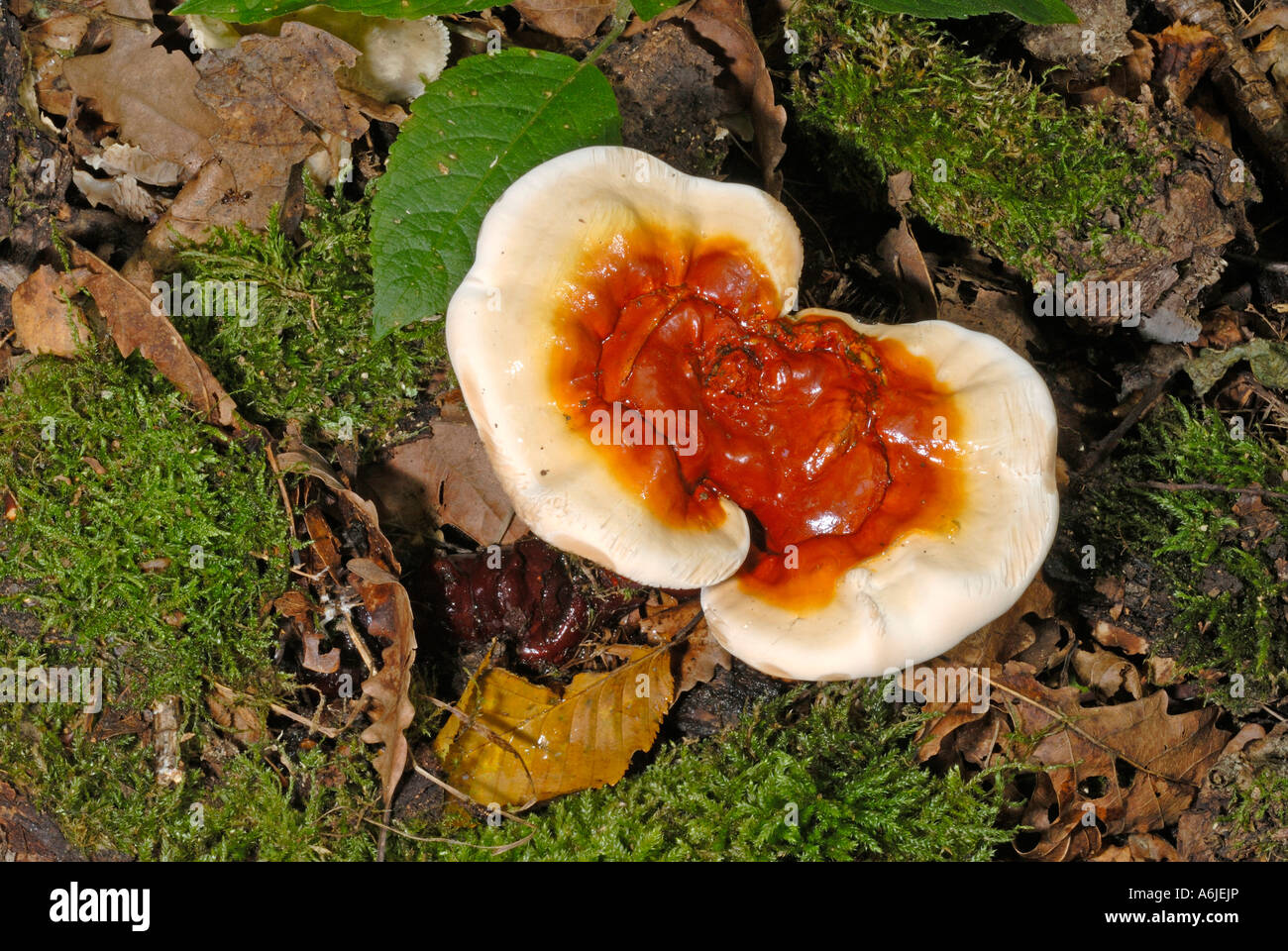 Lingzhi (Ganoderma lucidum) at the forest floor Stock Photo - Alamy