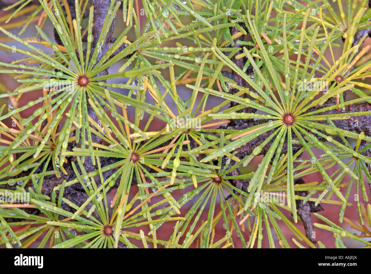 Common Larch, European Larch (Larix decidua), clusters of wet needles ...