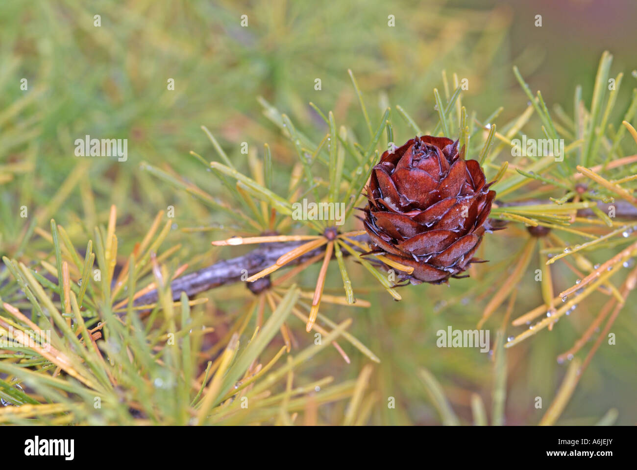 Larix decidua twig hi-res stock photography and images - Alamy