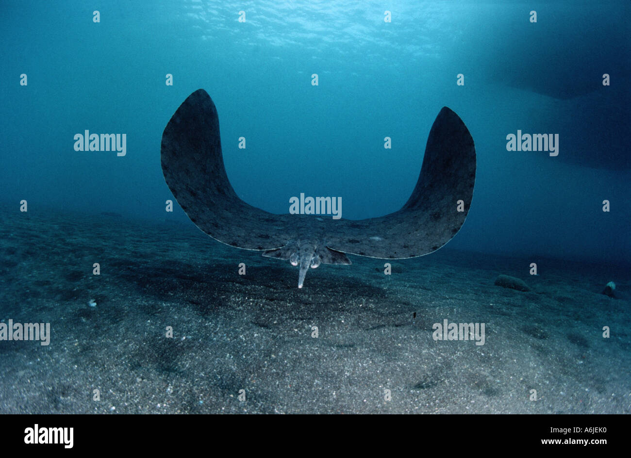 butterfly rays (Gymnura altavela), gliding over sea ground, Spain ...