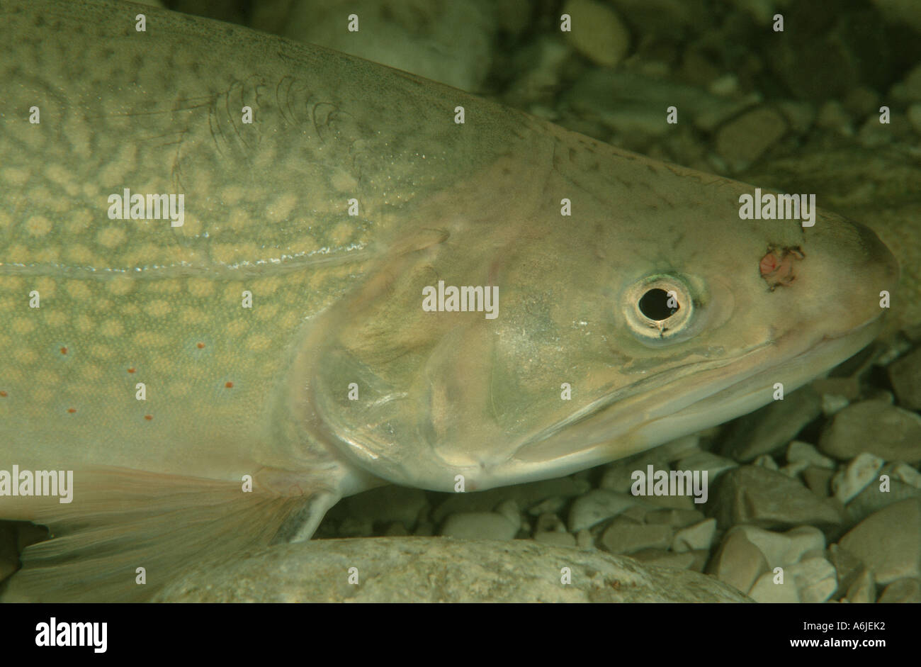 brook trout, brook char, brook charr (Salvelinus fontinalis), portrait ...