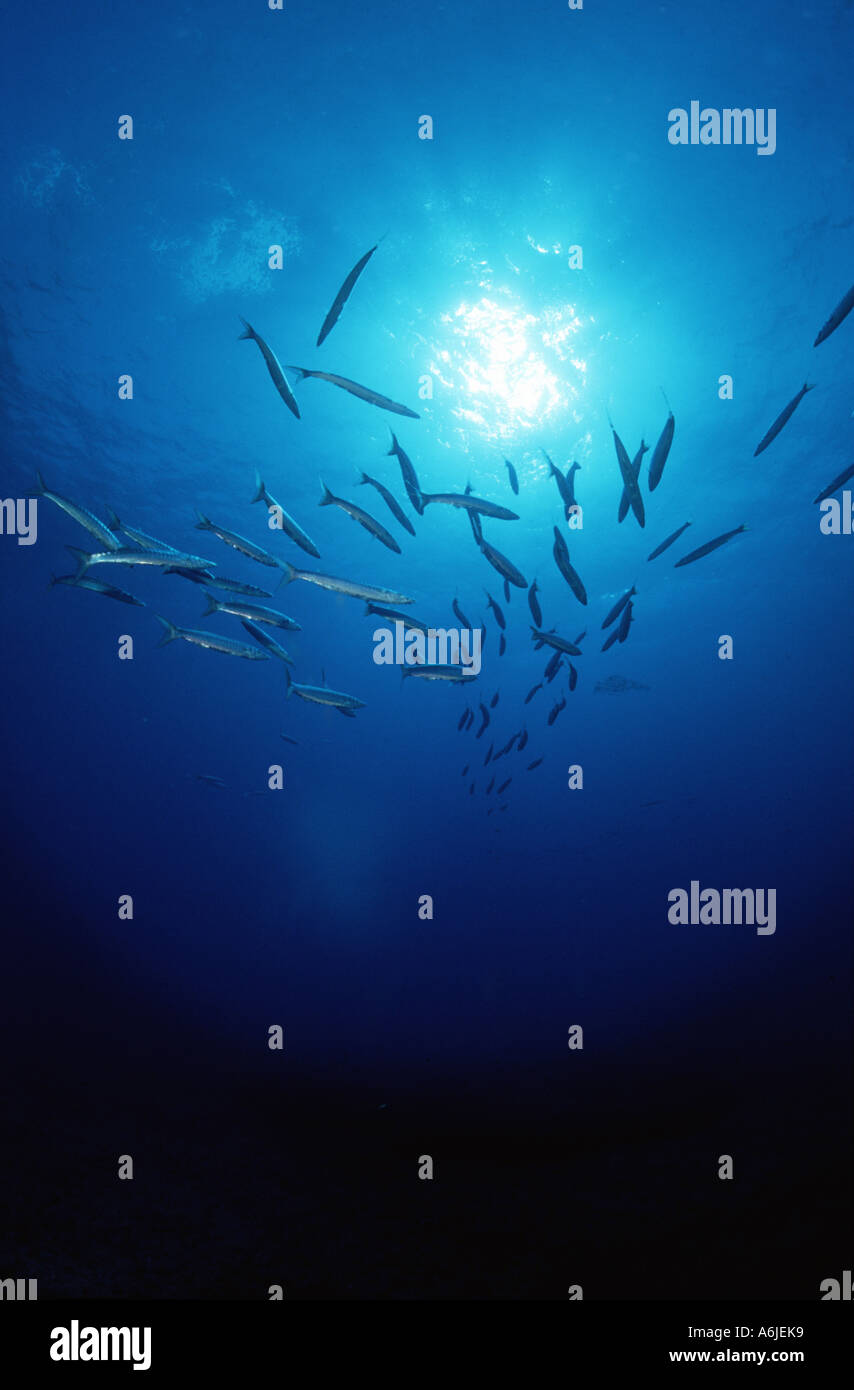 Mediterranean barracuda, European barracuda (Sphyraena sphyraena ...