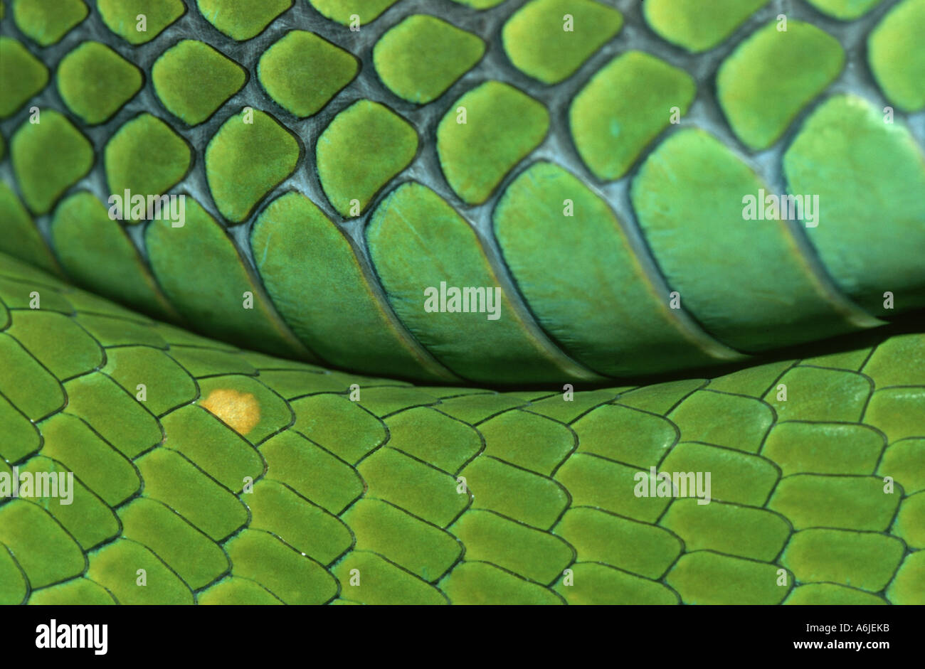 green mamba, western green mamba (Dendroaspis viridis), scales in close ...