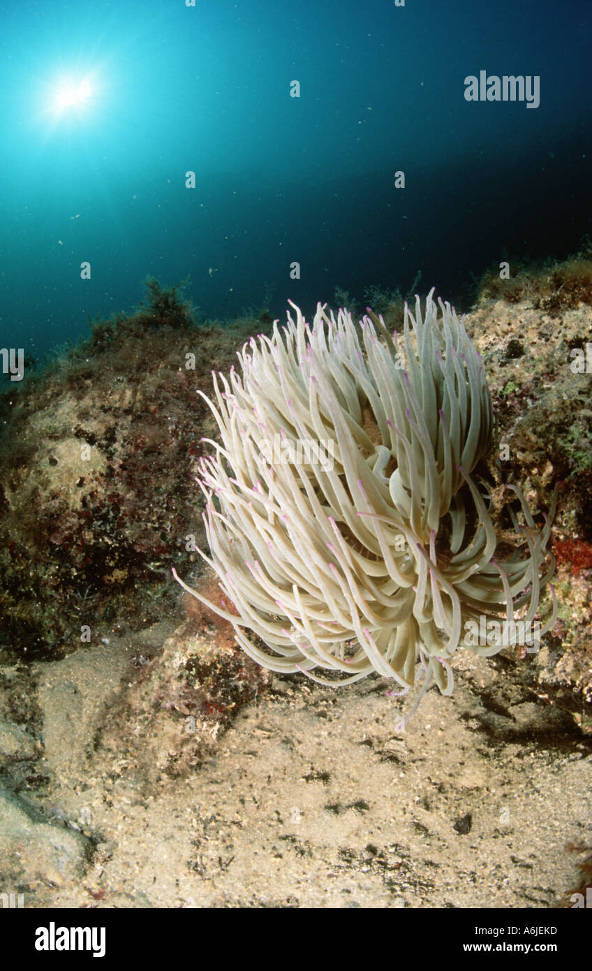 snakelocks anemone, opelet anemone (Anemonia sulcata, Anemonia viridis ...