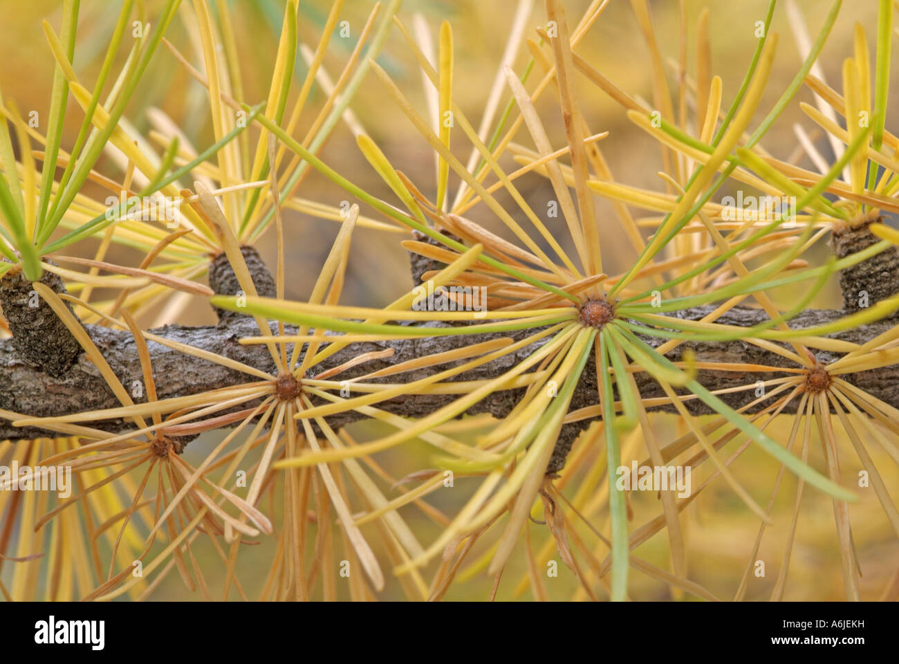 Common Larch, European Larch (Larix decidua), clusters of needles in ...