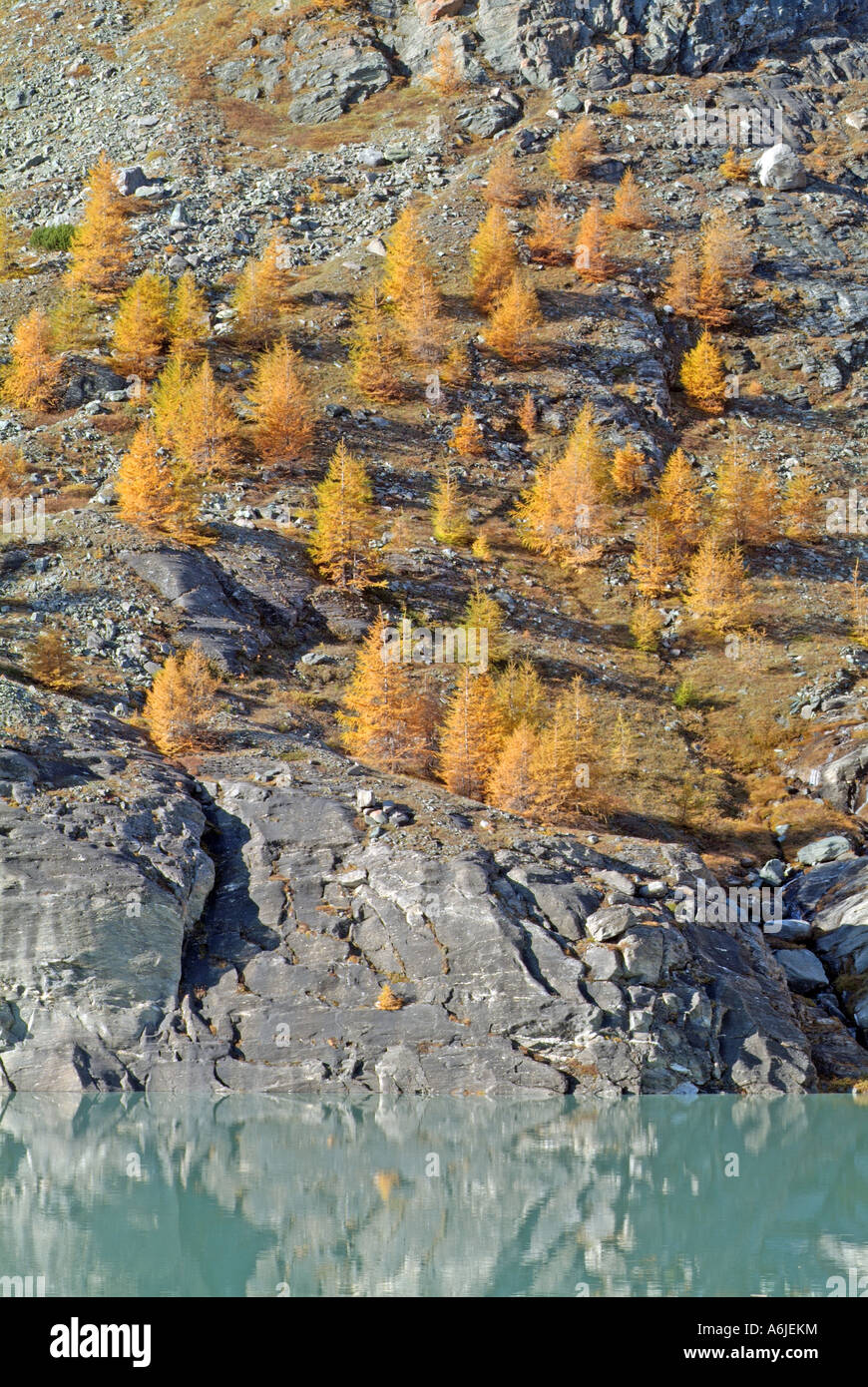Common Larch, European Larch (Larix decidua), trees in autumn colors at ...