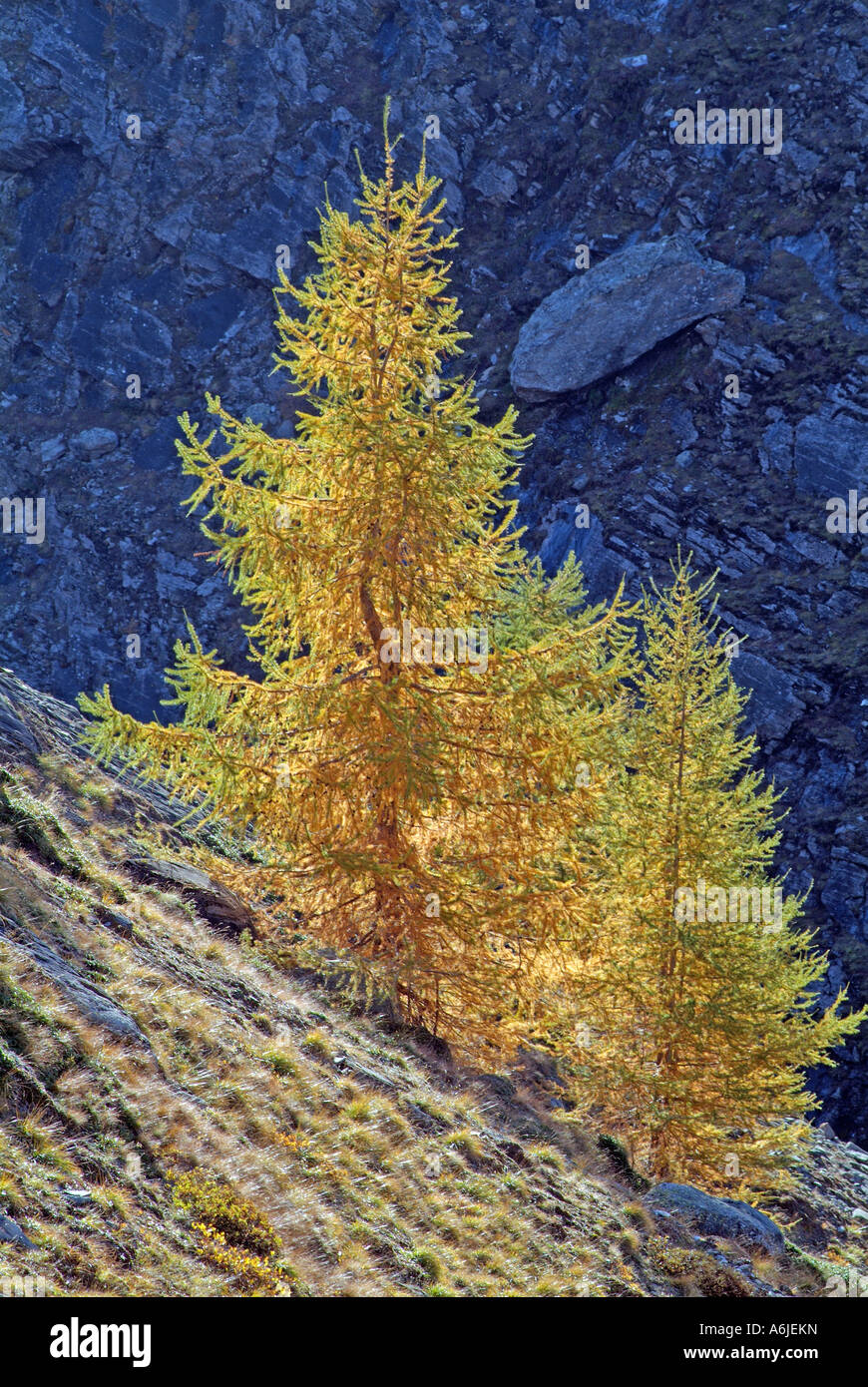 Common Larch, European Larch (Larix decidua), trees in autumn colours ...