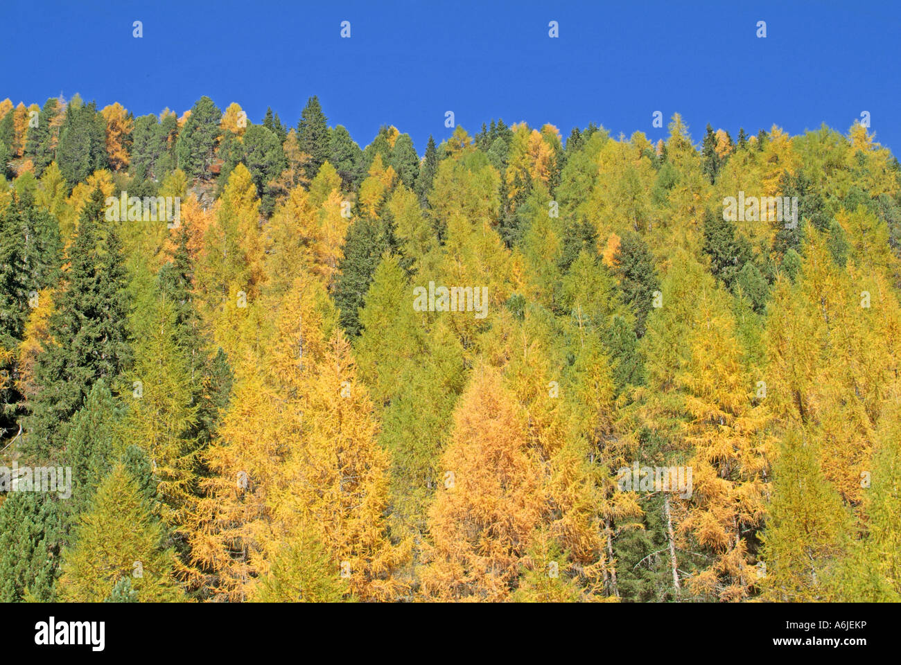 Common Larch European Larch Common Larch, European Larch (Larix decidua ...