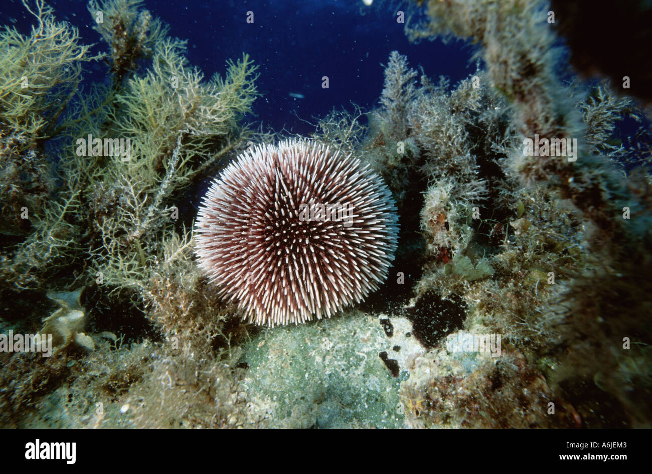 purple sea urchin, violet urchin (Sphaerechinus granularis), single ...