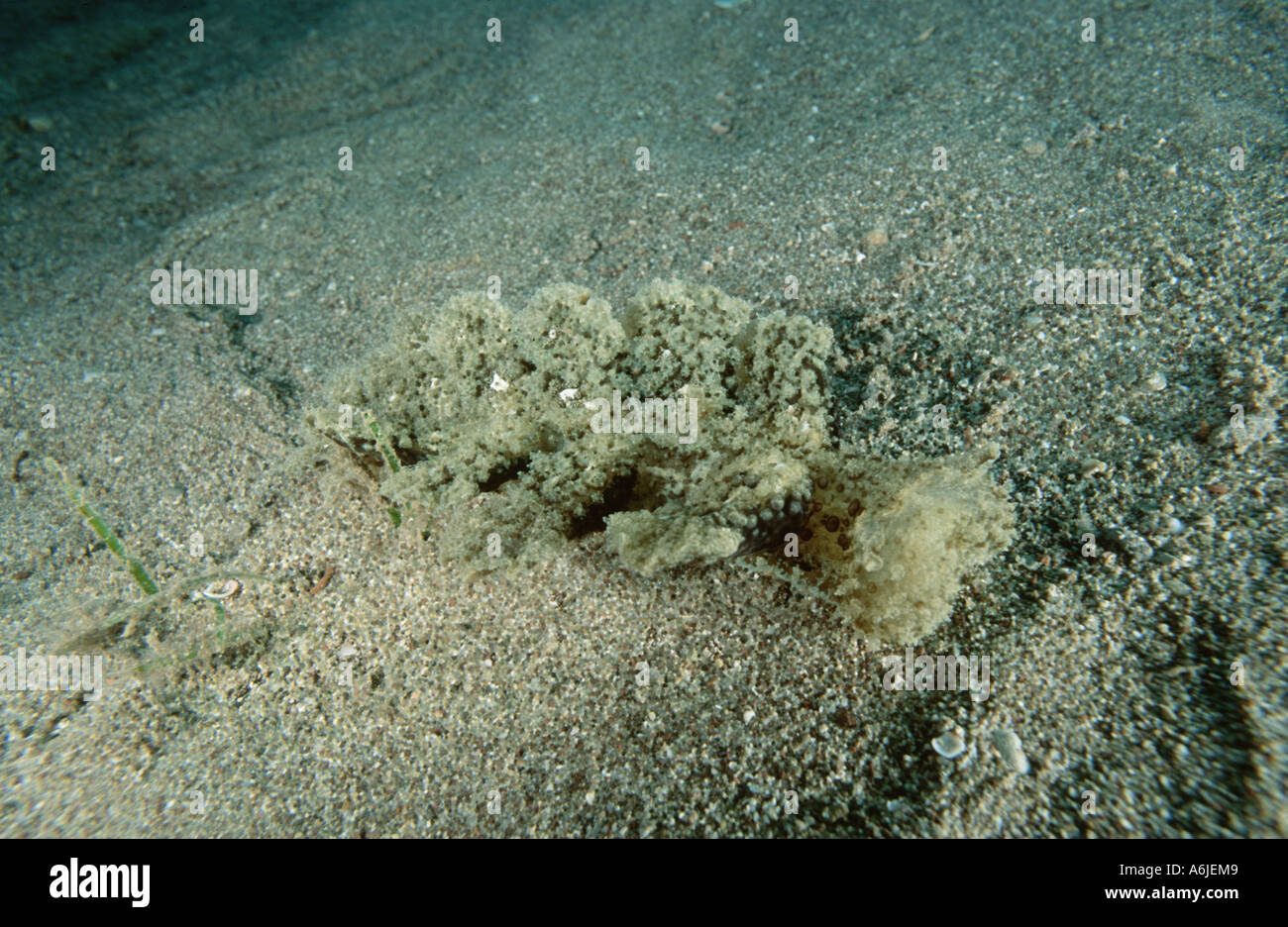 Marine gastropod melibe fimbriata hi-res stock photography and images ...