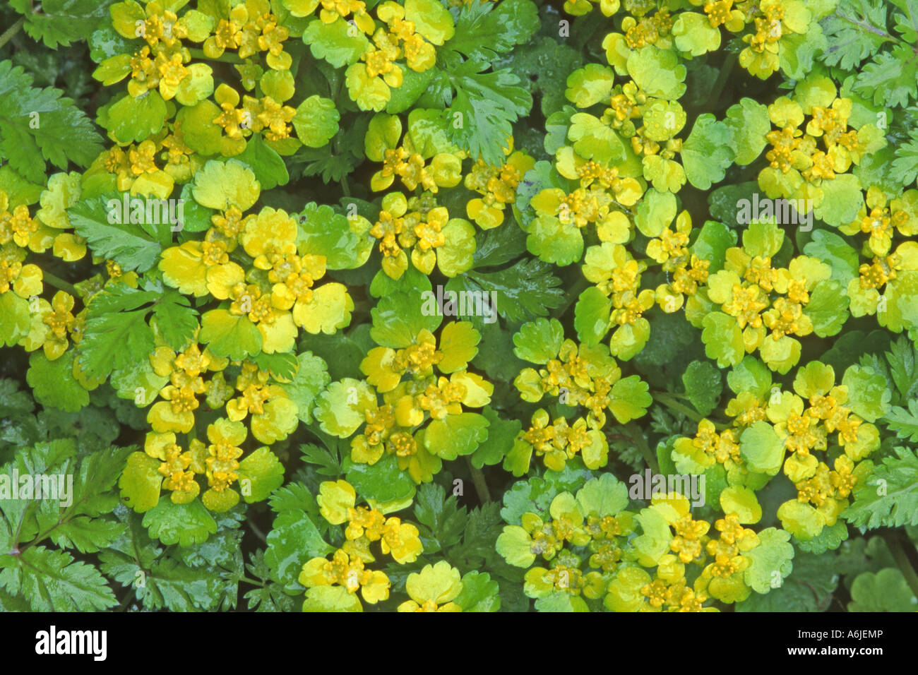 Alternate leaved Golden Saxifrage (Chrysosplenium alternifolia ...