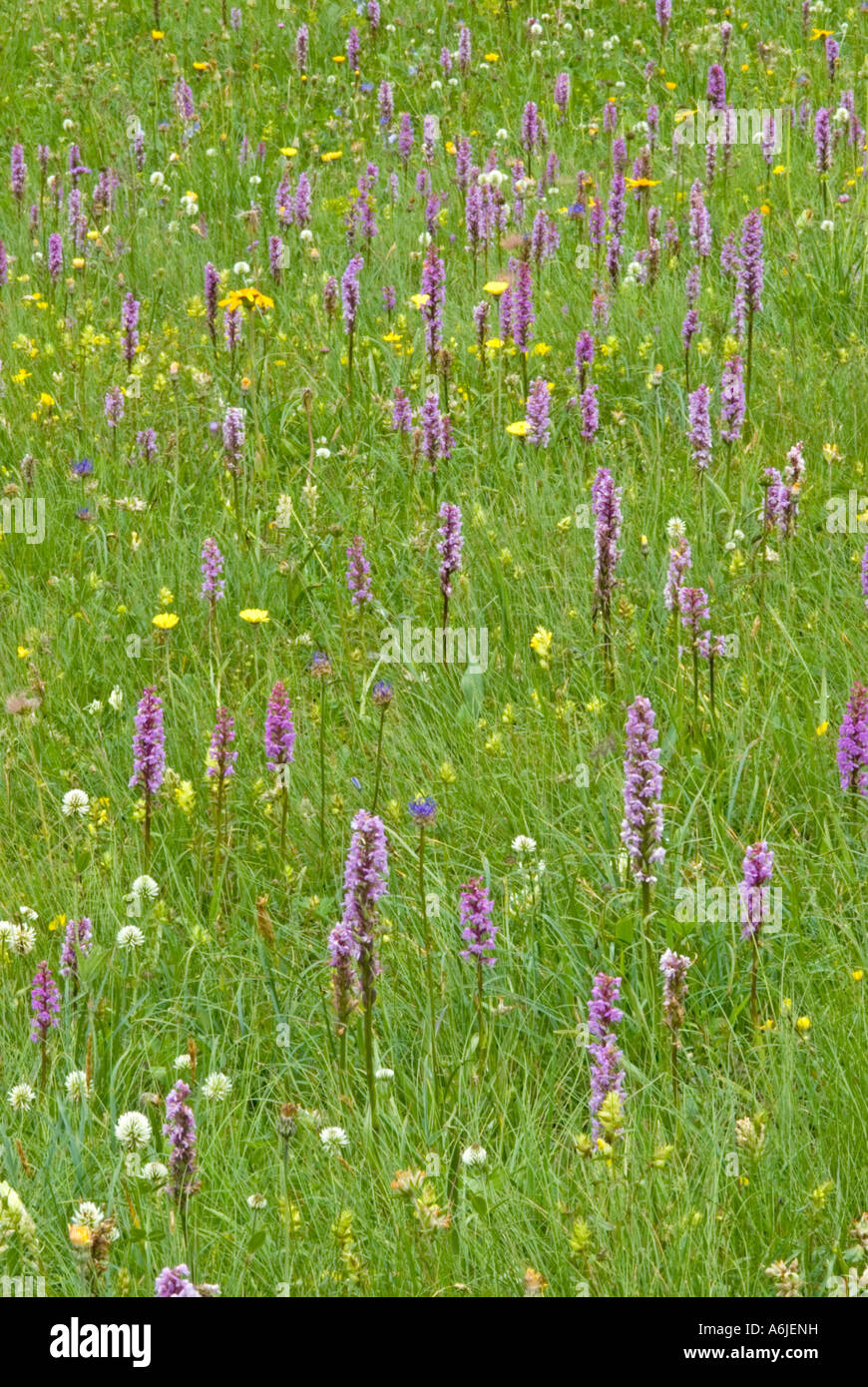Orchids (Orchis sp, Dactylorhiza sp), flowering on a meadow Stock Photo ...
