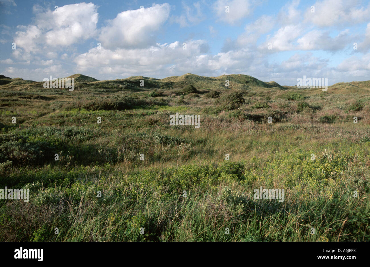 dunes overgrown with grass and bushes, Netherlands, Texel Stock Photo ...