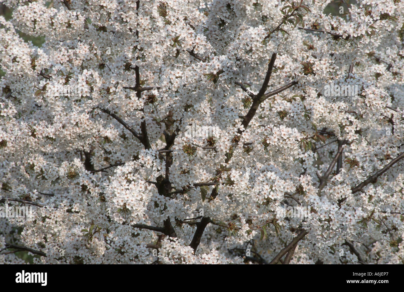 Large number cherry trees hi-res stock photography and images - Alamy