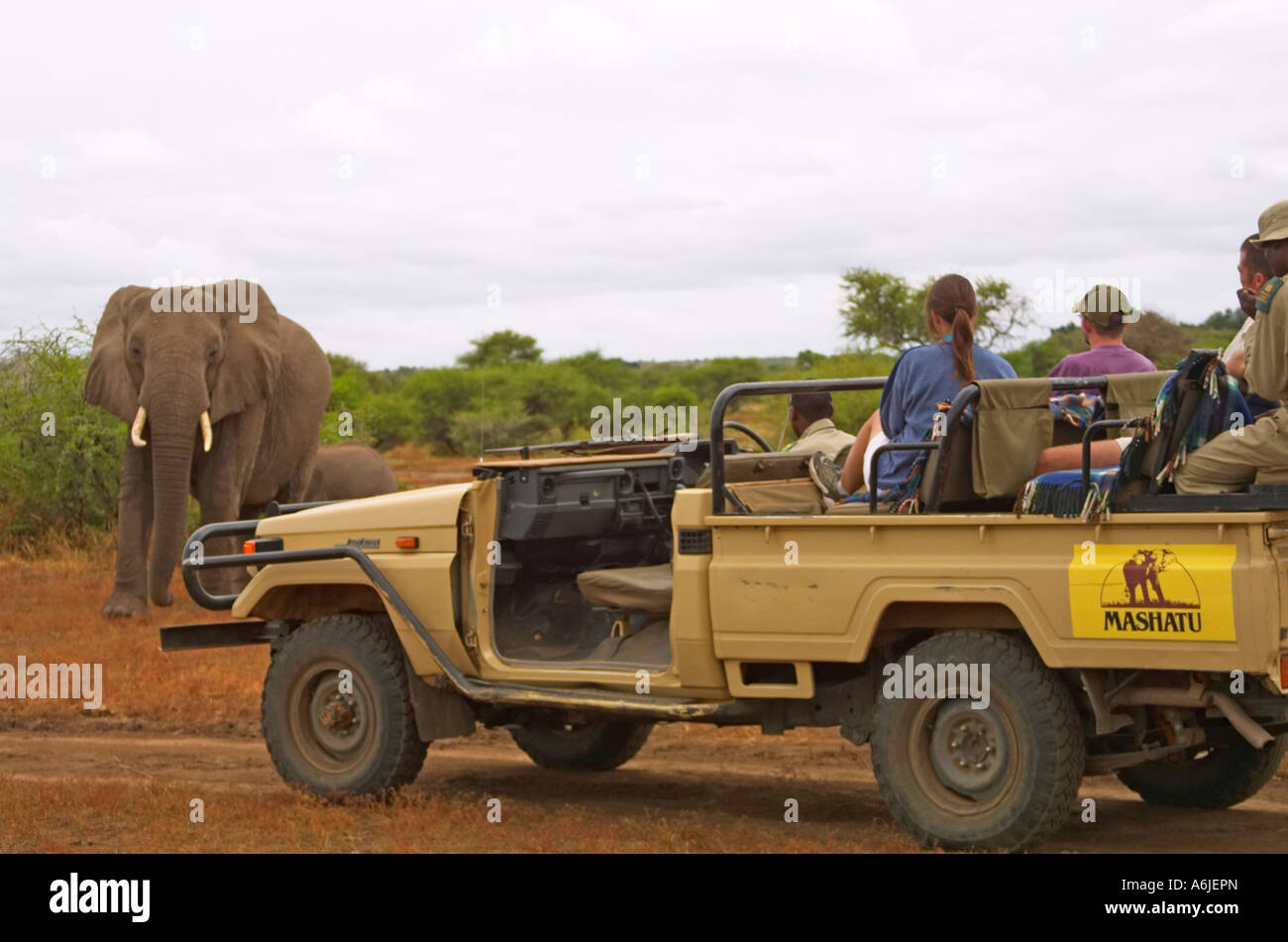 Guests watching from vehicle at African Elephant (Loxodonta africana ...