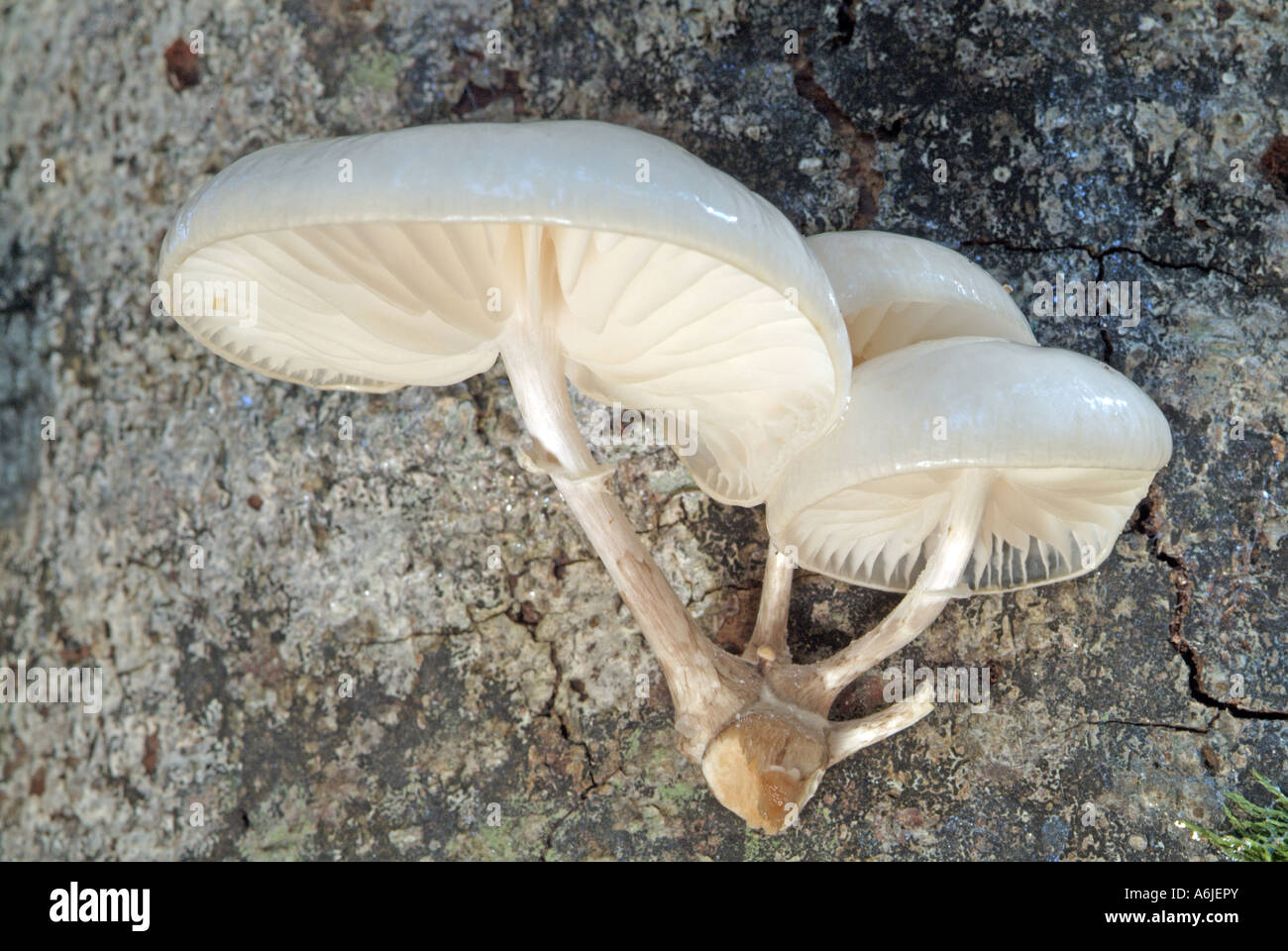 Porcelain Mushroom (Oudemansiella mucida Stock Photo - Alamy