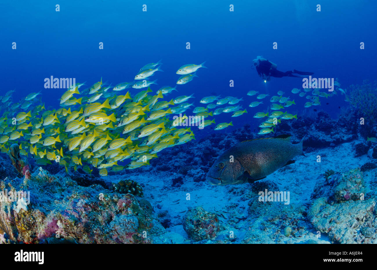 scuba diver with school of fish, Plectorhinchus obscurus and Lutjanus ...