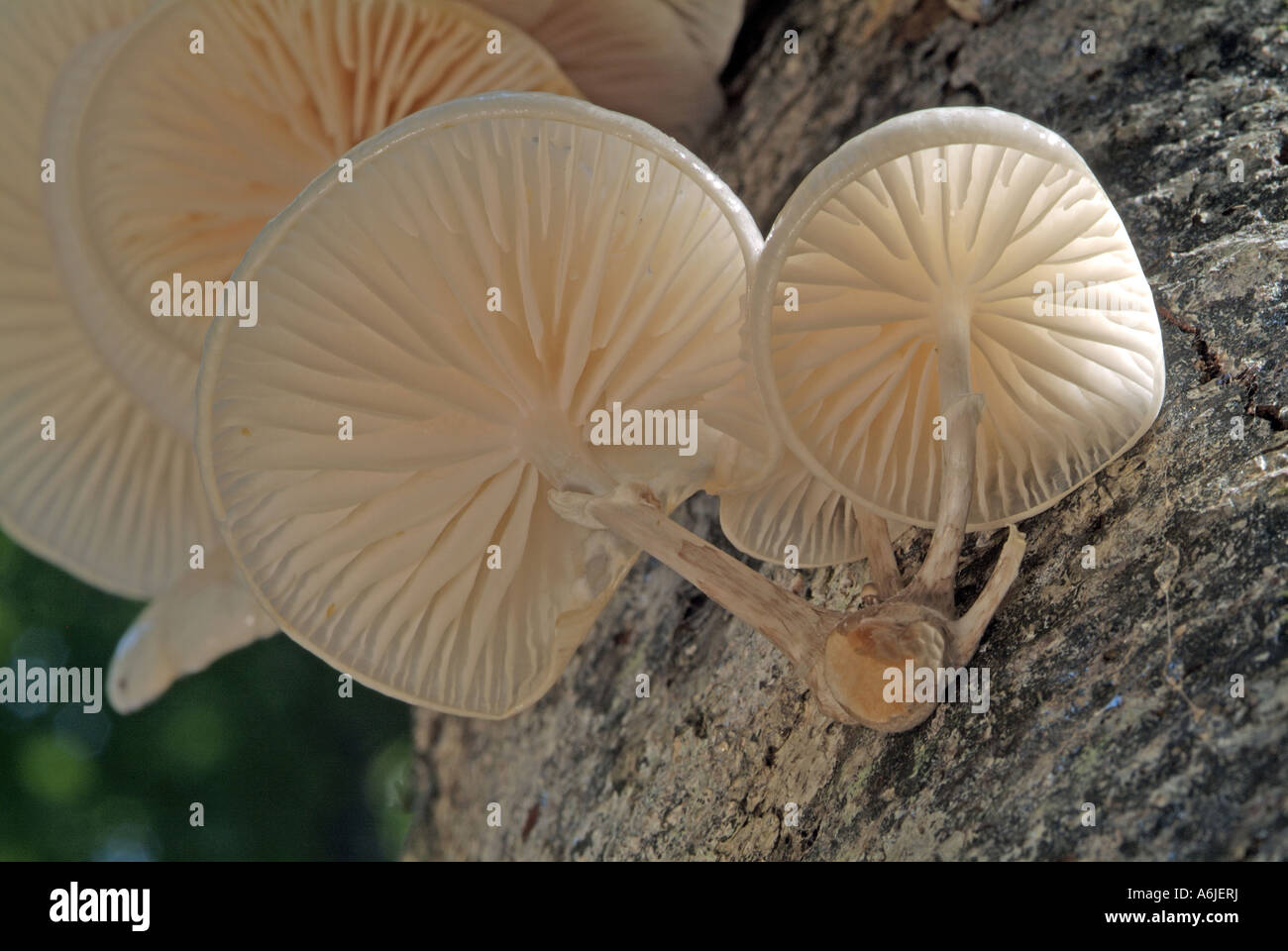 Porcelain Mushroom (Oudemansiella mucida Stock Photo - Alamy