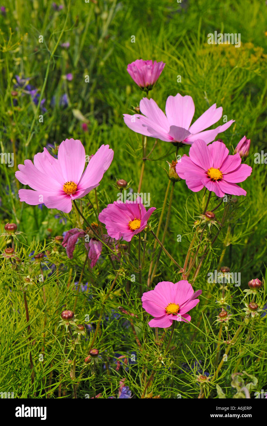 Garden Cosmos, Mexican Aster (Cosmos bipinnatus), flowering Stock Photo ...