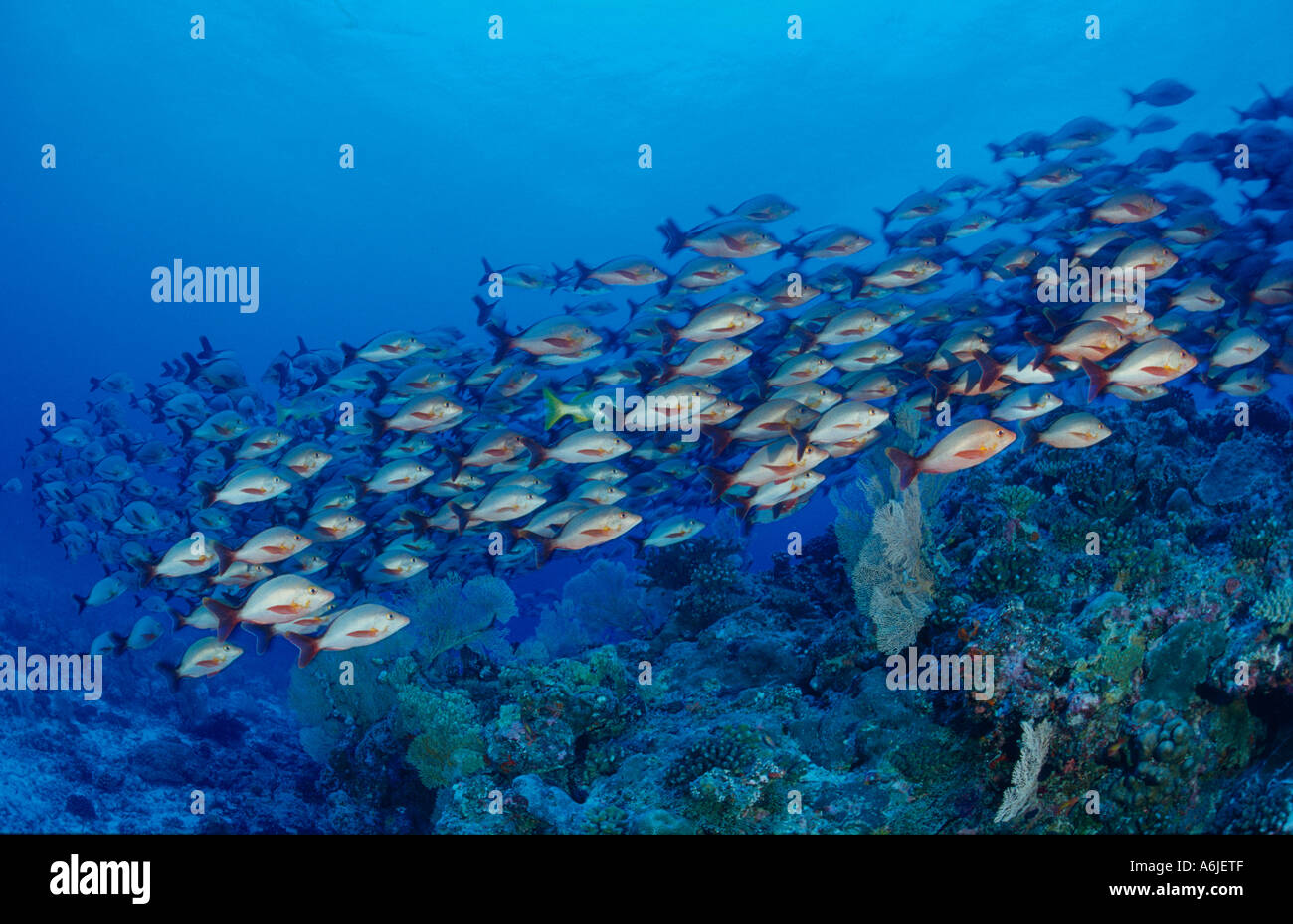school fo Humpback Snapper, Lutjanus gibbus Stock Photo - Alamy