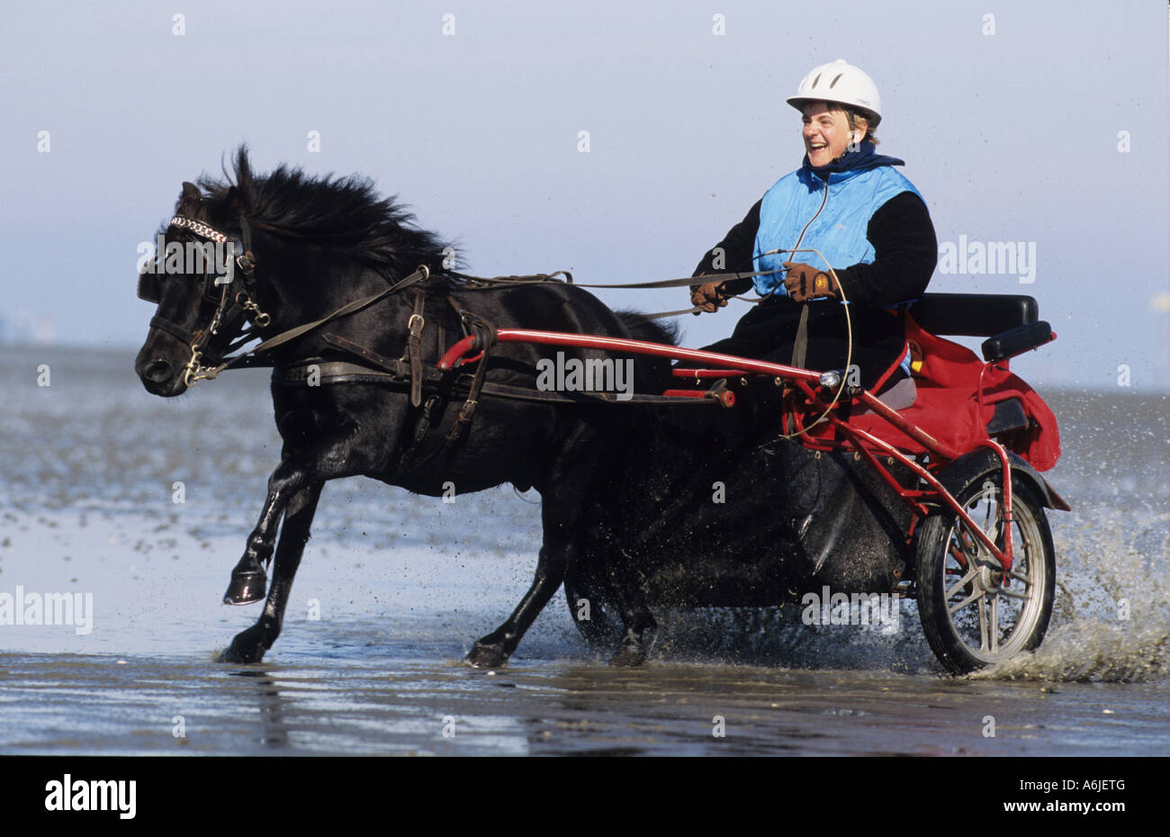 Shetland Pony (Equus caballus) Woman driving two wheeled horse buggy ...