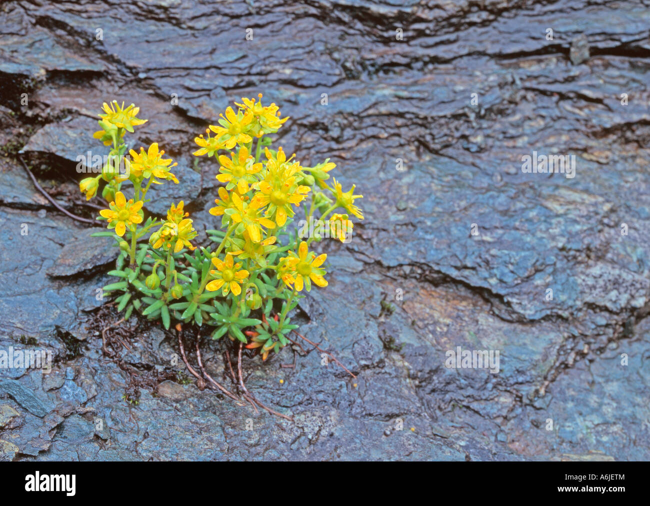 Yellow Mountain Saxifrage (Saxifraga aizoides), flowering plant on rock ...