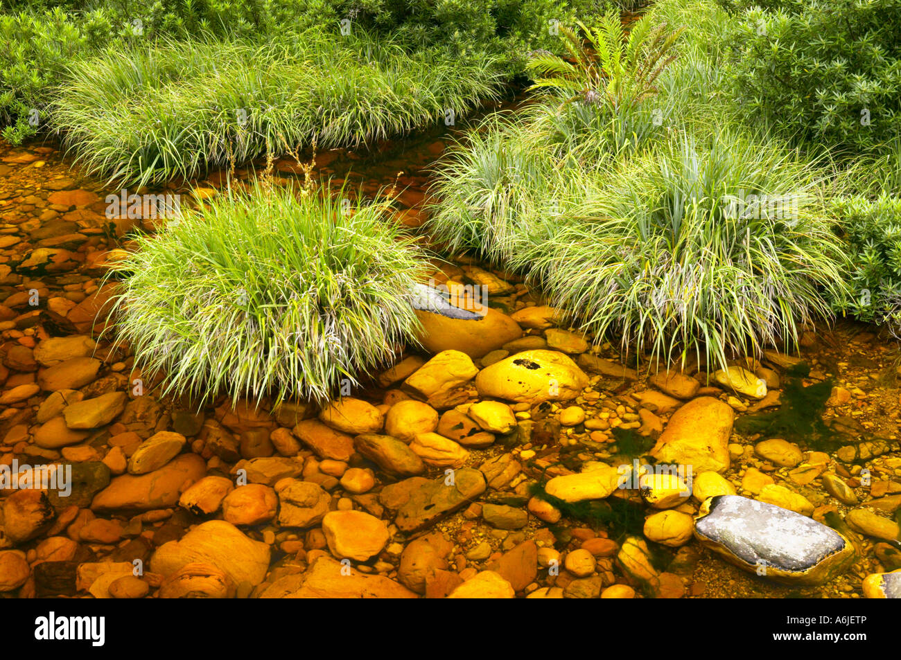 River detail showing amber colored water typical in the area. Storms ...