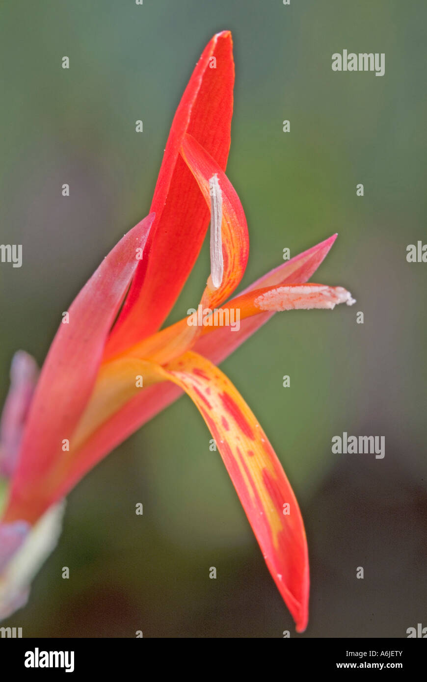 Coco Yam, Dasheen, Taro (Colocasia esculenta), flower Stock Photo - Alamy