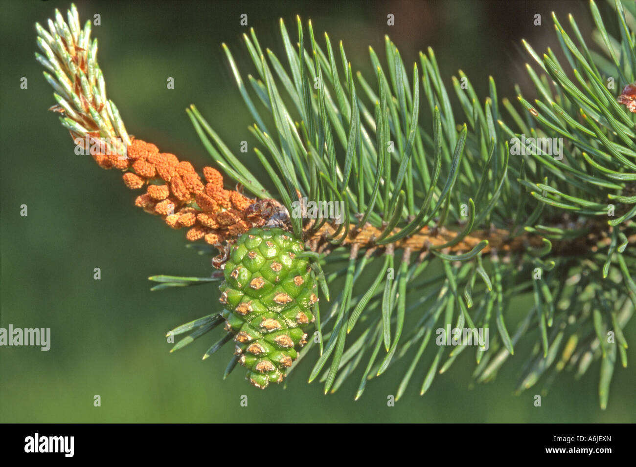 Scots Pine (Pinus sylvestris), flowering twig with green cone Stock ...