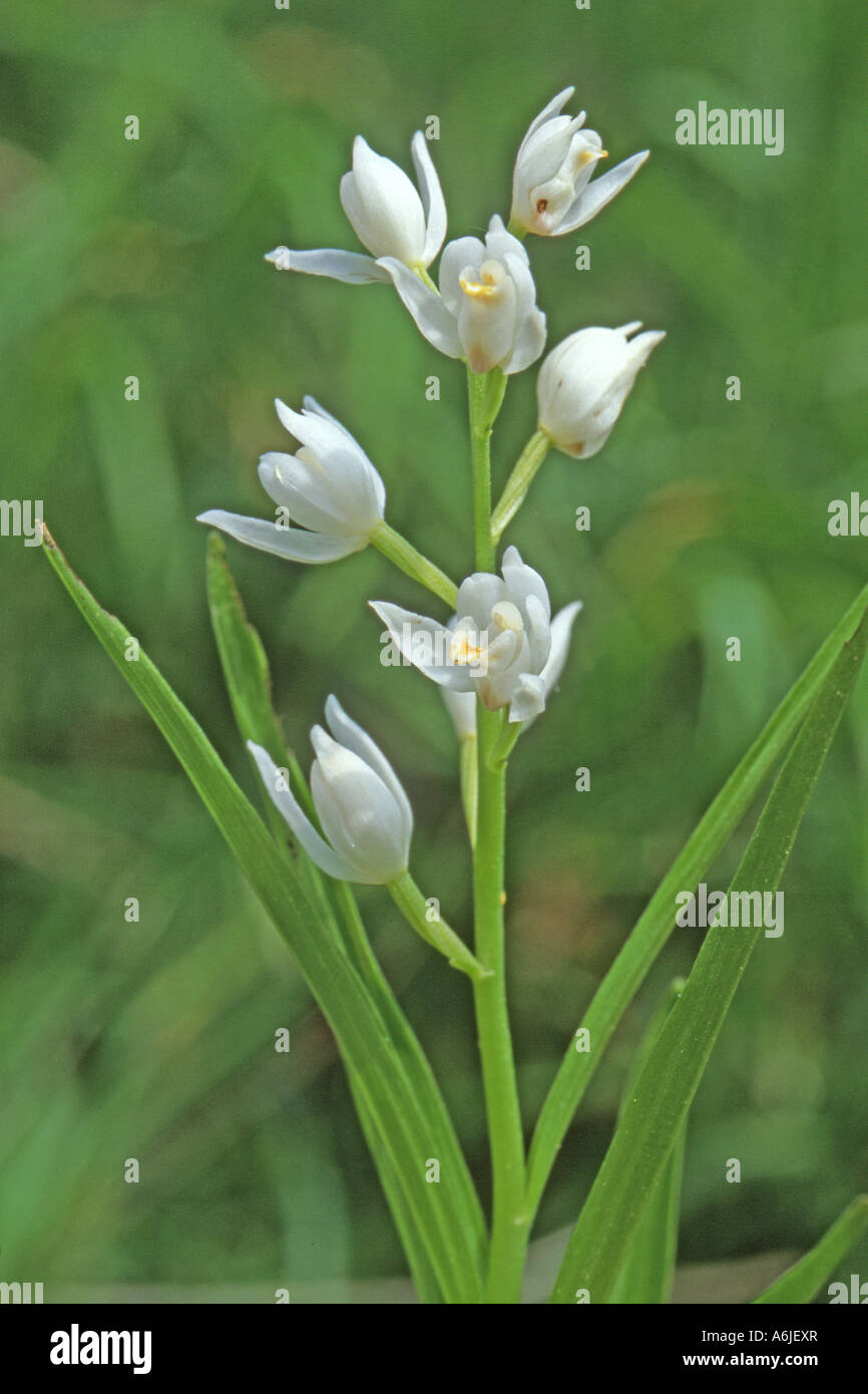 White Helleborine (Cephalanthera damasonium), flowering Stock Photo - Alamy
