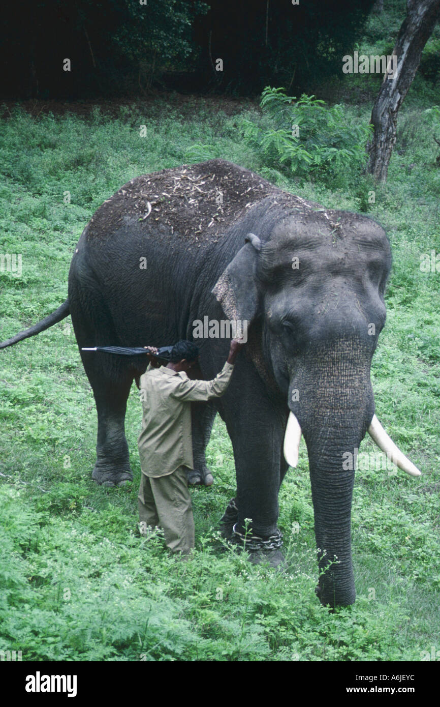 Indian elephant (Elephas maximus indicus, Elephas maximus bengalensis ...