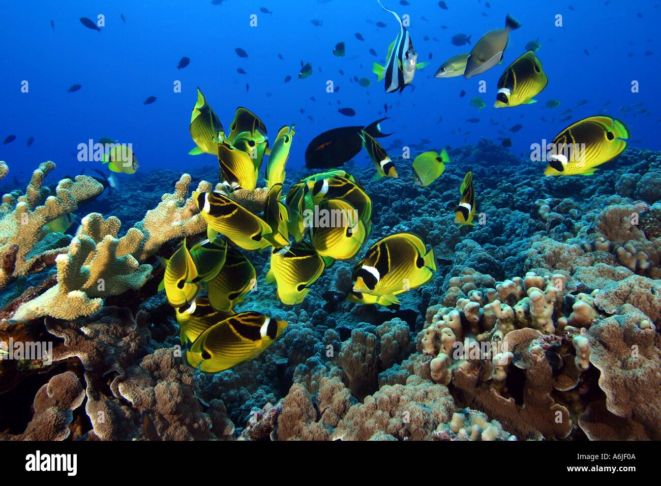 Raccoon butterflyfish Chaetodon lunula Hawaii Stock Photo - Alamy